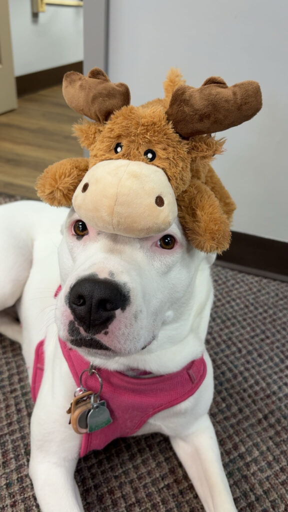 The Arc of Indiana County – Achieve with us.®